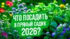 Вырастить ПРОСТО с Агрофирмой ПОИСК_Пряные и ароматные травы