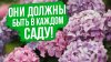 Вырастить ПРОСТО с Агрофирмой ПОИСК_ЛУЧШИЕ сорта гортензии м