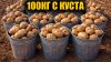 САД ОГОРОД ПРО_Урожай КАРТОФЕЛЯ 100кг с КУСТА! Китайский мет