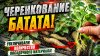 САД, ОГОРОД,СВОИМИ РУКАМИ_Черенкование батата- бесплатно уве