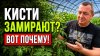 Мистер Агро_Ваши томаты замерли? Секрет «куриной лапки» и ро