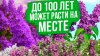 Вырастить ПРОСТО с Агрофирмой ПОИСК_Новые и любимые сорта си