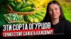Агроблог Светланы Золотарёвой_ЭТИ ОГУРЦЫ 🥒 ВАС УДИВЯТ! Лучш
