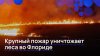Крупный пожар уничтожает леса во Флориде