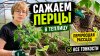 УЧЕНЫЙ АГРОНОМ_Посадка рассады перца в теплицу