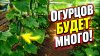 САД, ОГОРОД,СВОИМИ РУКАМИ_Как с ПЯТИ кустов огурца собирать