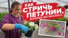 Семена Алтая_ПЕТУНИИ ВЫТЯНУЛИСЬ. ЧТО ДЕЛАТЬ? ОБРЕЗКА ПЕТУНИ