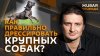 Эдгард Запашный. Собаки кане-корсо: опасная порода или добро