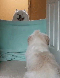 What The Fluff Challenge