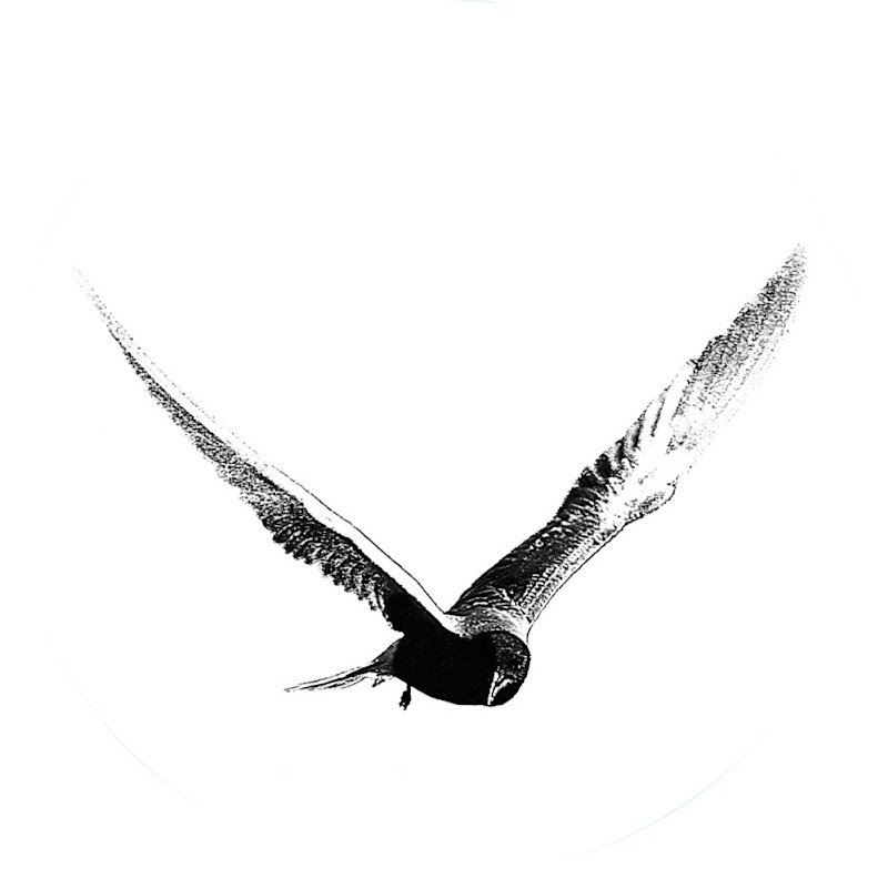 Иконка канала Film Studio Aves