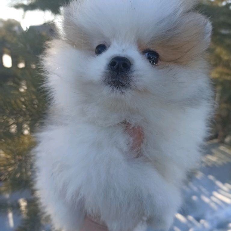 Иконка канала BEST LIFE 74  Любимые шпицы, дарим любовь, ласку.