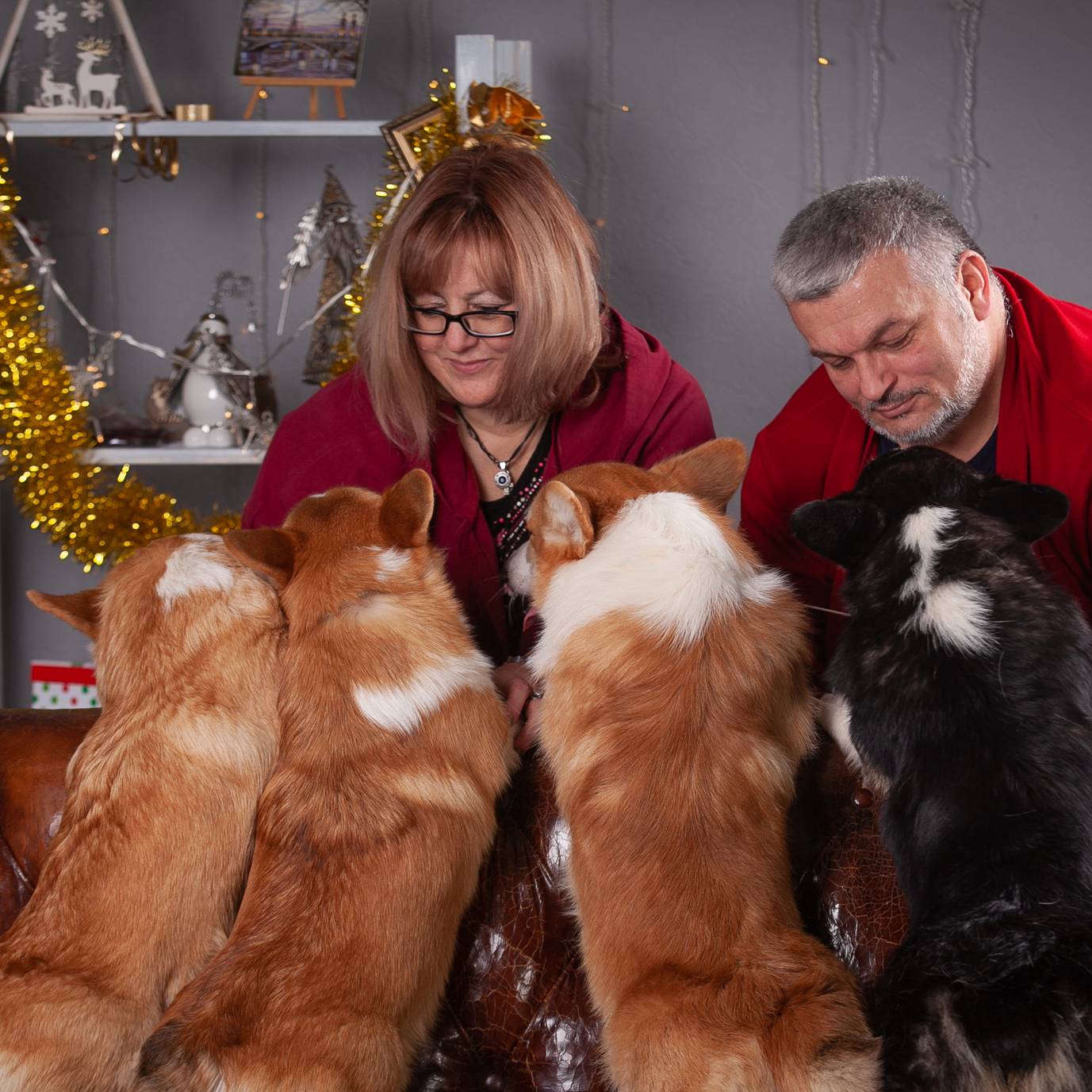 Иконка канала Вельш-корги Из Империи Адамант, РКФ