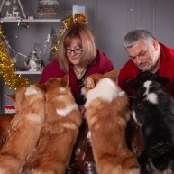 Иконка канала Вельш-корги Из Империи Адамант, РКФ