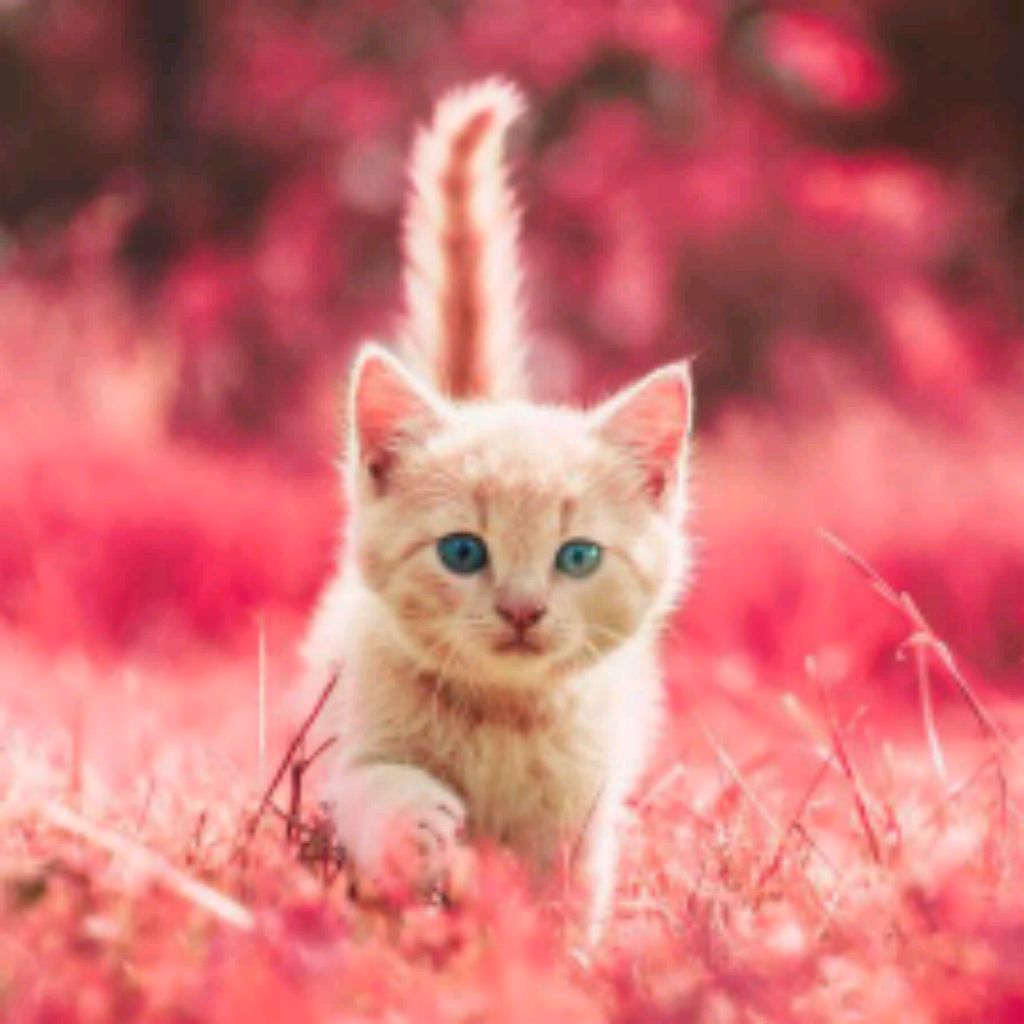 Иконка канала Пушистое счастье