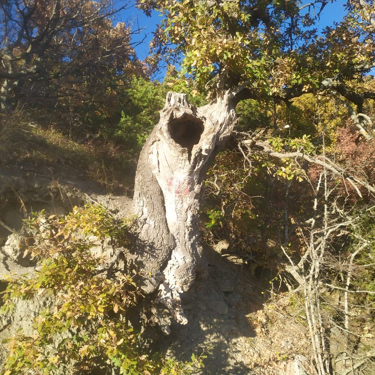 Иконка канала zingerfox