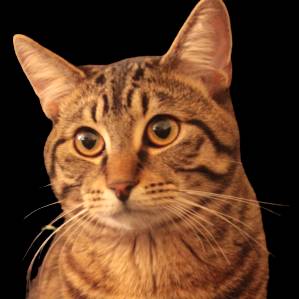 Иконка канала Пушистые новости от Шерхана