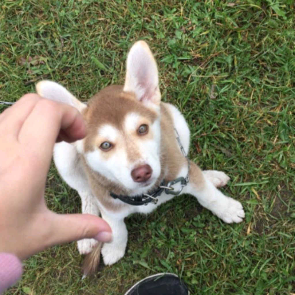 Иконка канала Приколы котов и собаки