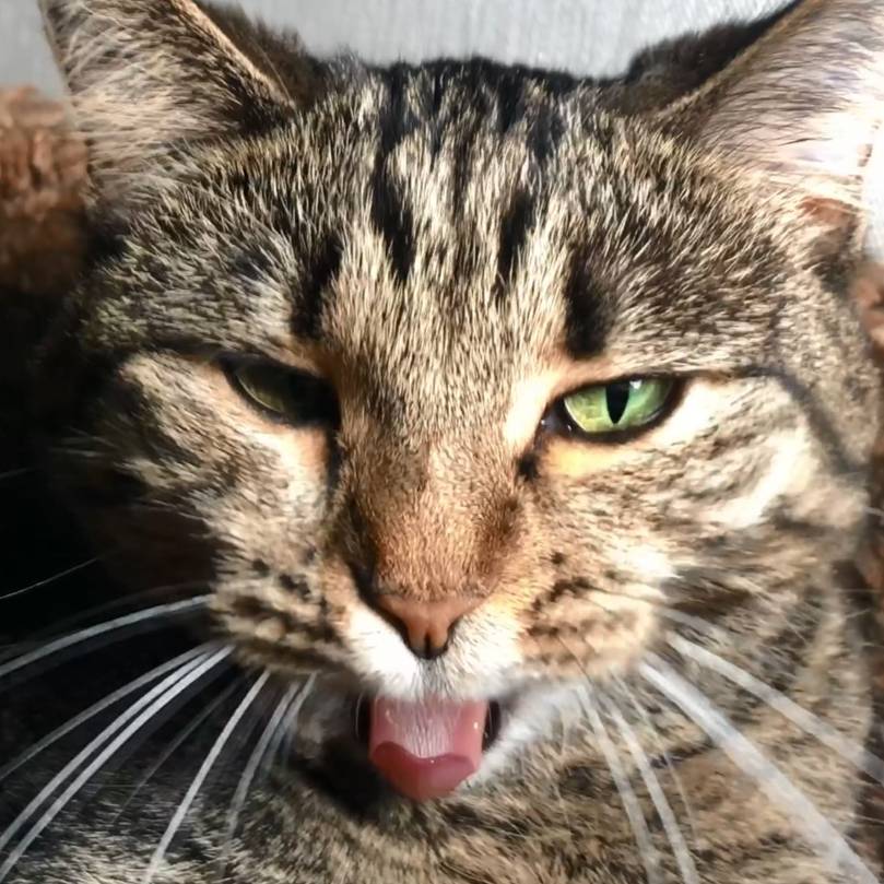 Иконка канала XOMKA