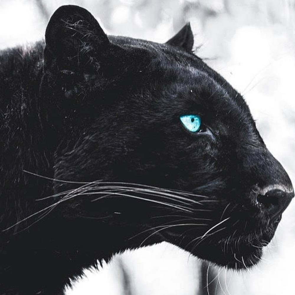 Иконка канала La Panthera Games