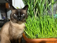 Иконка канала NoveloShorts