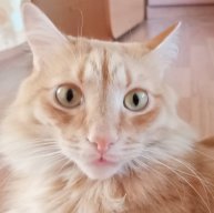 Иконка канала Рыжий Барсик