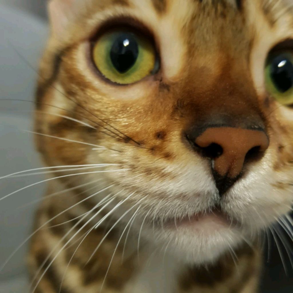 Иконка канала Я кот Лео