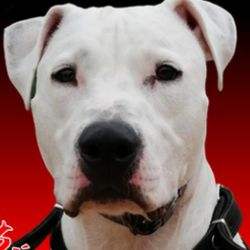 Иконка канала Pit bull life