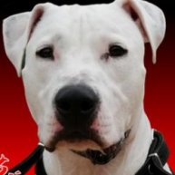 Иконка канала Pit bull life