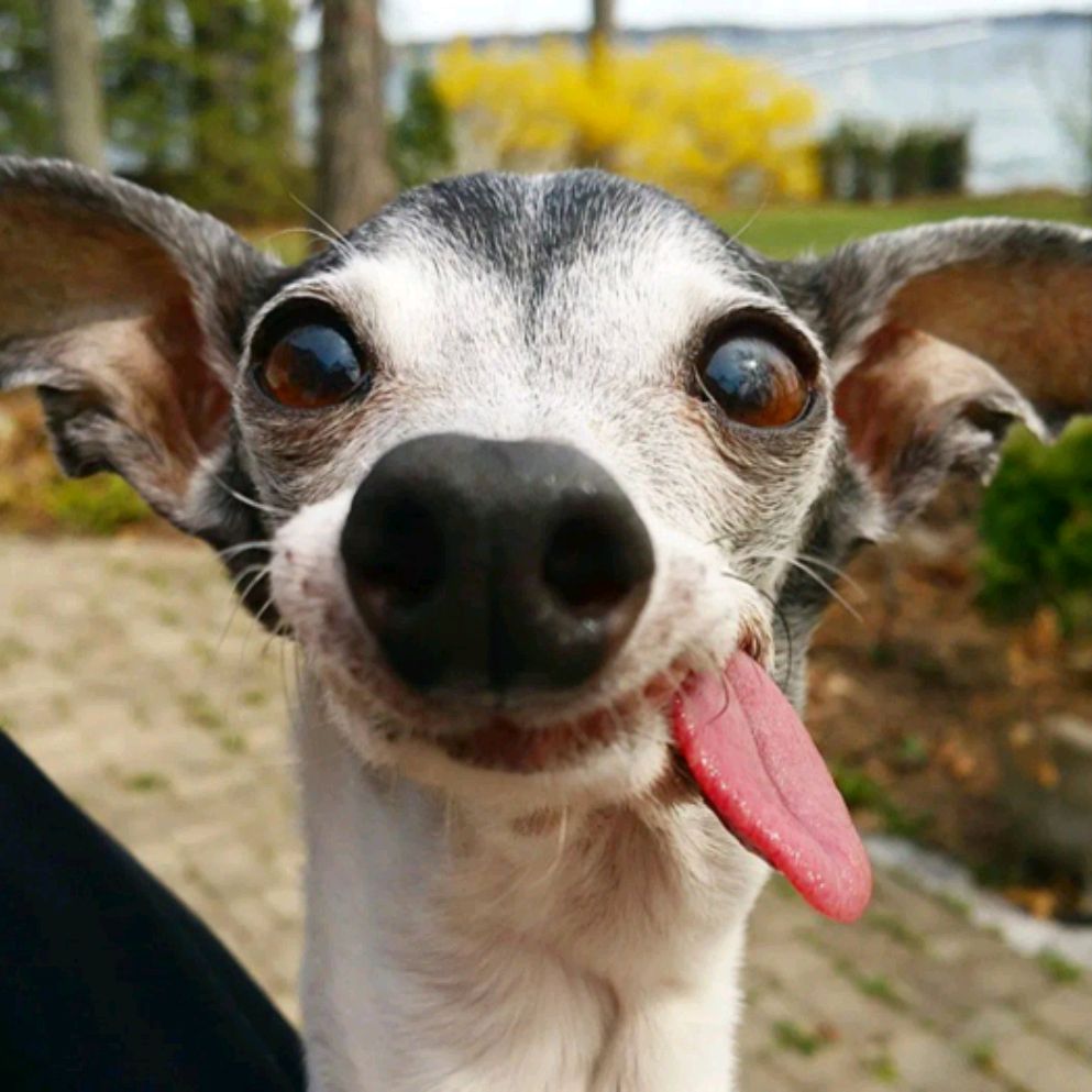 Иконка канала serious2024humor