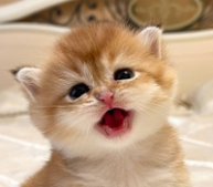 Иконка канала Котята Питомник Bel L’Mur & Пеларгонии