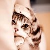 Иконка канала HelgaAltay