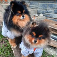 Иконка канала Светлана_Шпиц