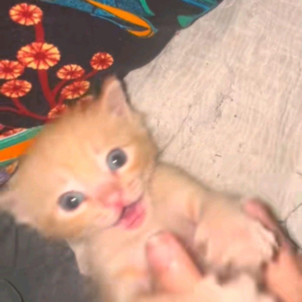 Иконка канала Вариксшоу