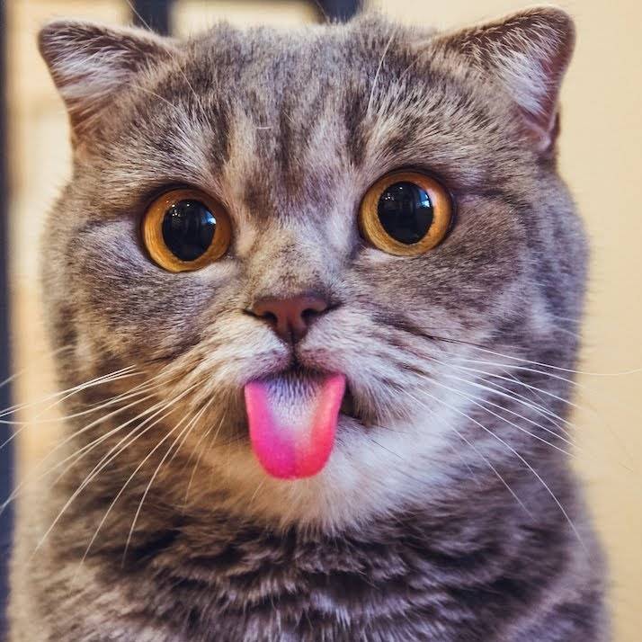 Иконка канала Весёлое настроение)))