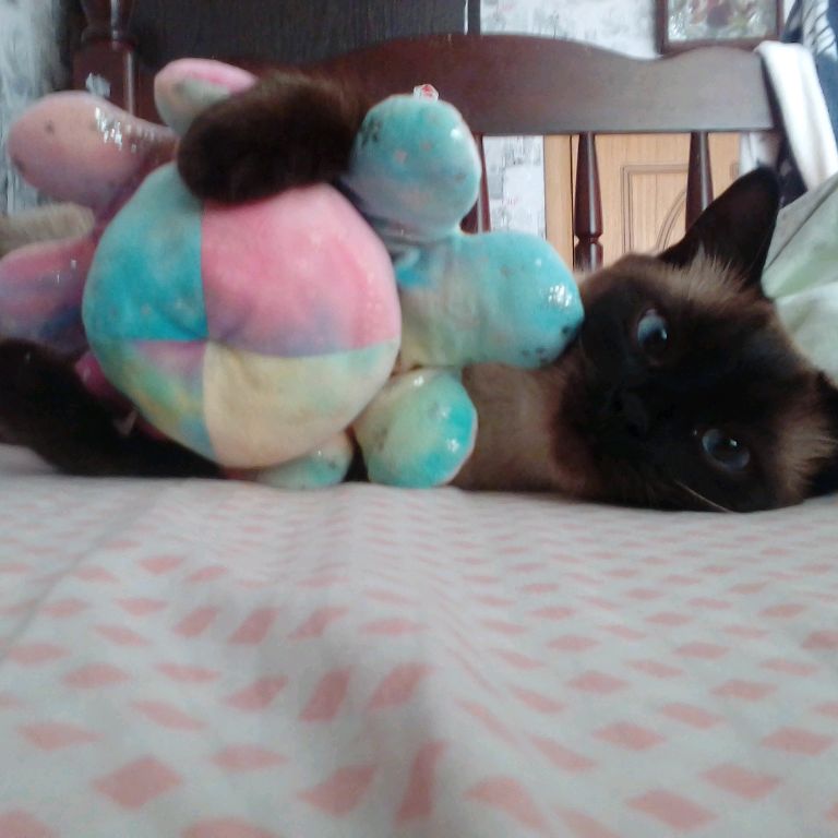 Иконка канала Мир.Cat.ry