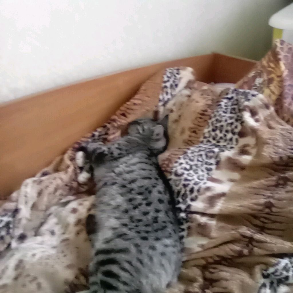 Иконка канала Супер Макс