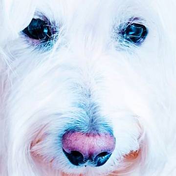 Иконка канала DOG COTON_