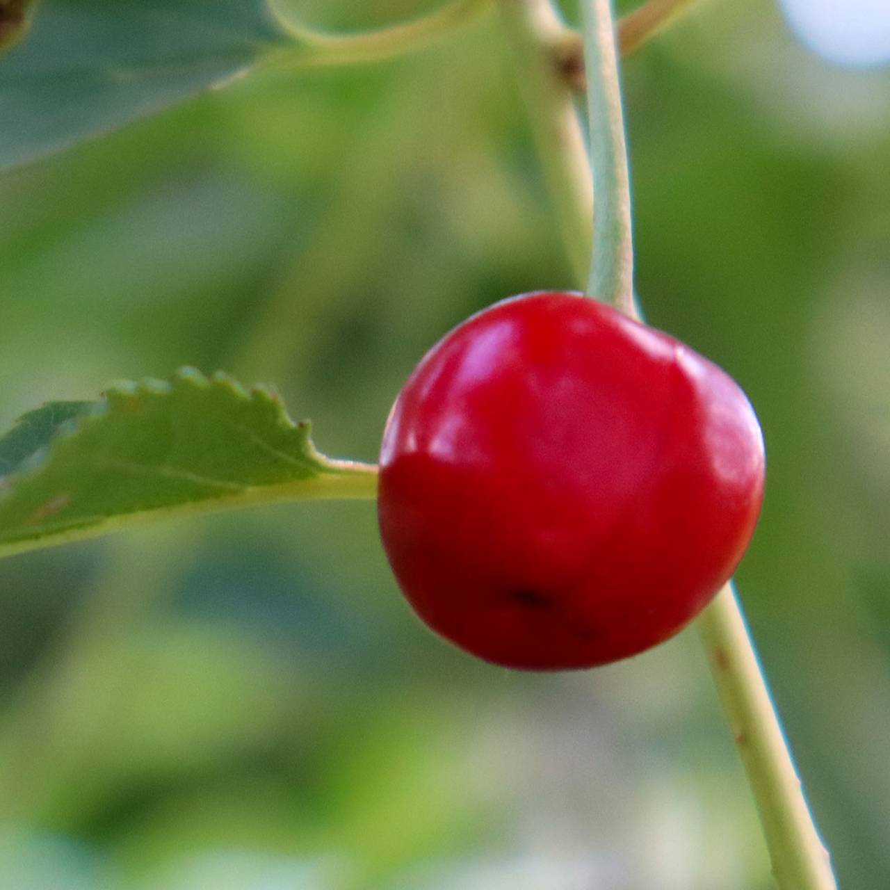 Иконка канала Vkusnyashka