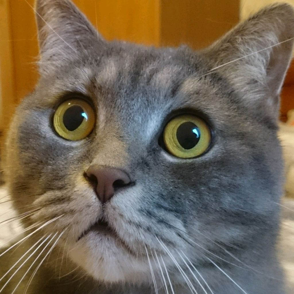 Иконка канала Крутые котята!