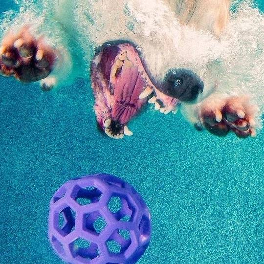 Иконка канала Домашние питомцы