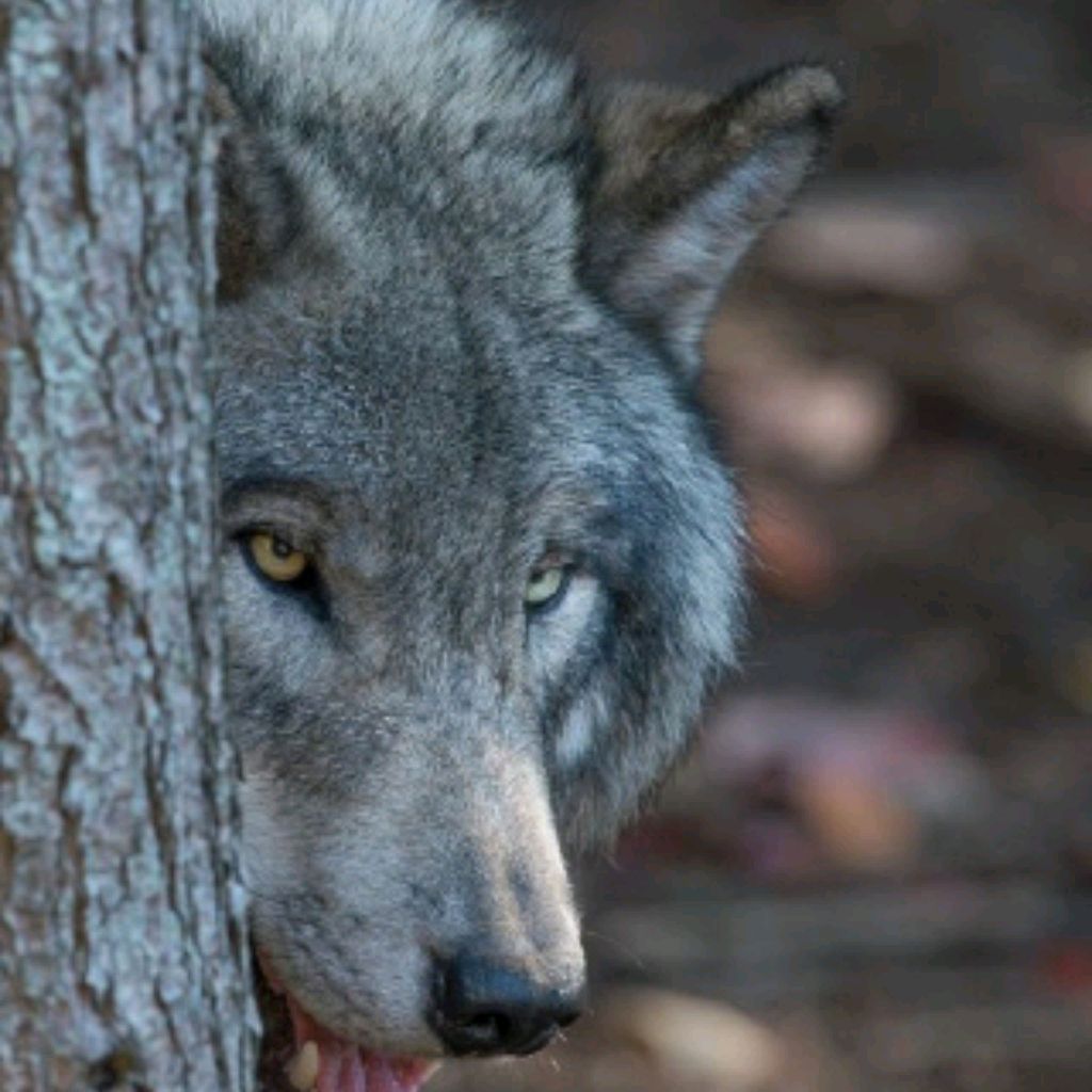 Иконка канала @Sсhutnik_Evgen