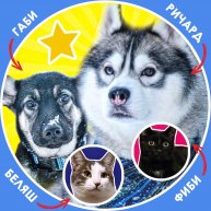 Иконка канала Хаски Ричард и его стая