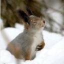 Иконка канала Цветочный дворик на Алтае