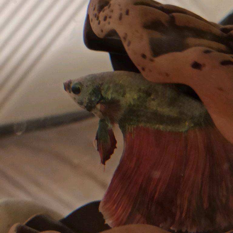 Иконка канала Bogtermin