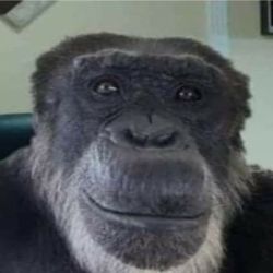 Иконка канала m0nkich