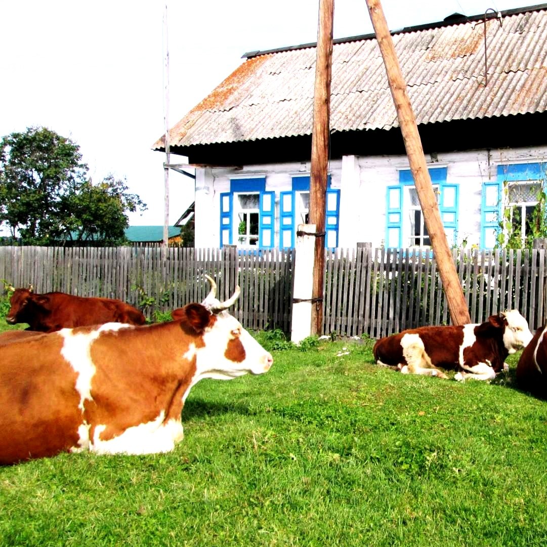 Иконка канала Житель села