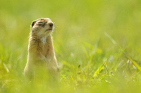 Иконка канала ОБО ВСЕМ