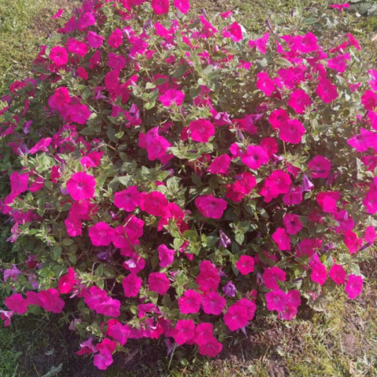 Иконка канала Ландшафтник с тяпкой