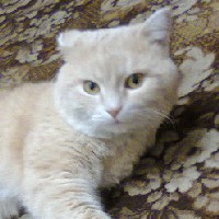 Иконка канала Rinikt