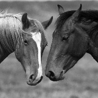 Иконка канала Horse